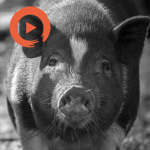 musicto - Playlists for Curious People